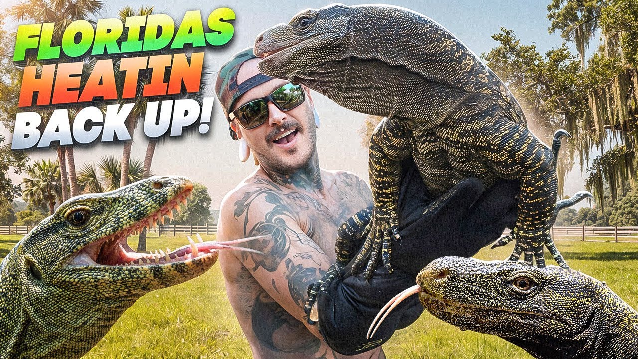 Moving day with multiple lizards turns into pure chaos