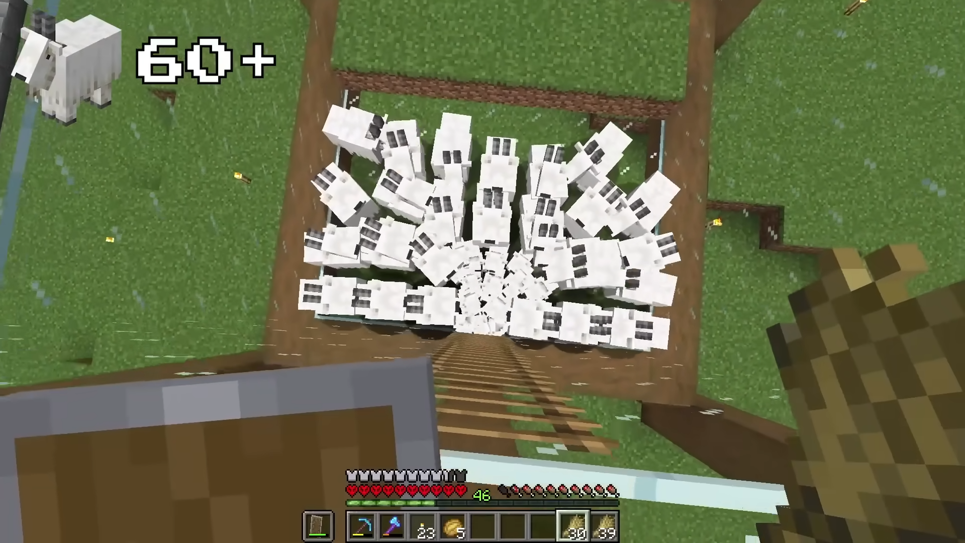 100 goats spawned in my Minecraft hardcore world!