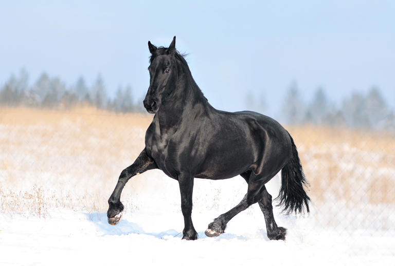 Meer dan alleen het Friese paard: deze 6 bijzondere dierenrassen zijn ...