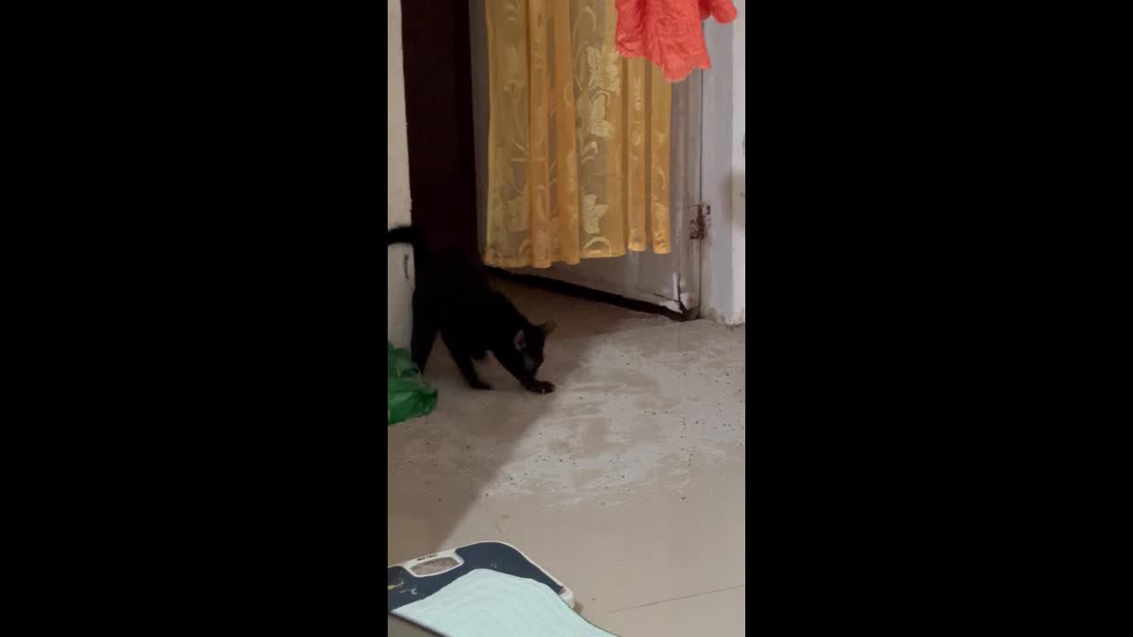 Mischievous pet cat seen ripping open bag of litter and scattering it ...
