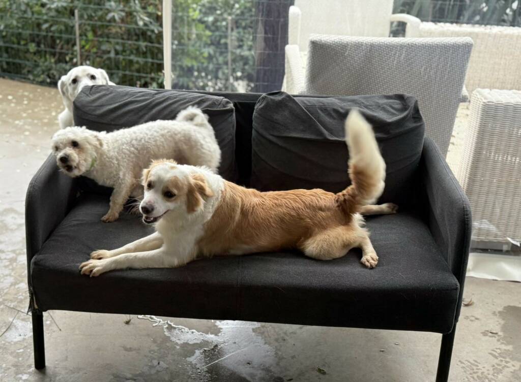 Wanna, Emily e Bro: un’adozione in trio per i comfort dogs di San Venerio