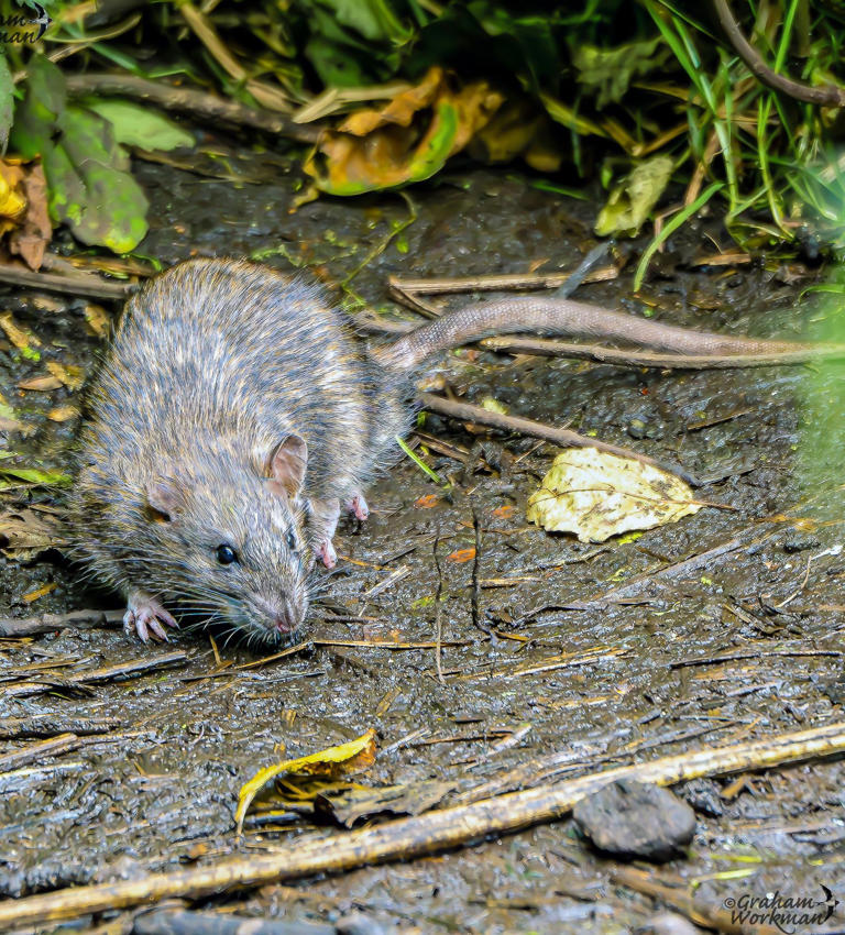 Nature notes with Graham Workman: Rats!