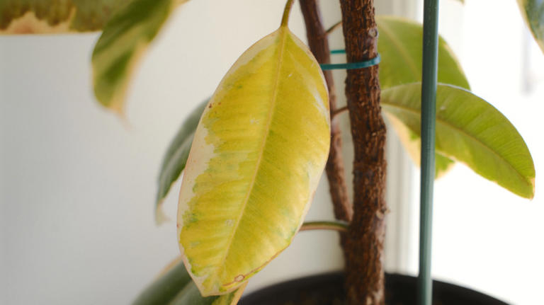 13 clear signs that your tropical indoor plants have draft damage