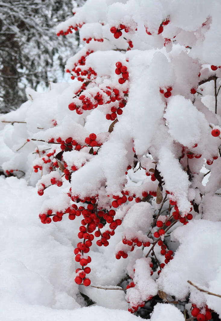 Winterberry 101: Native berries to brighten winter