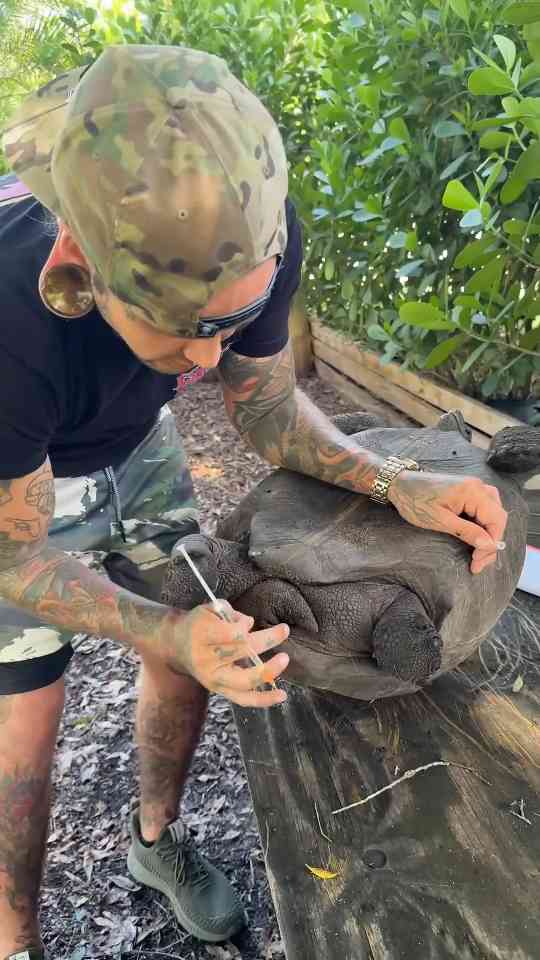 Why even the toughest reptiles require precise medical attention