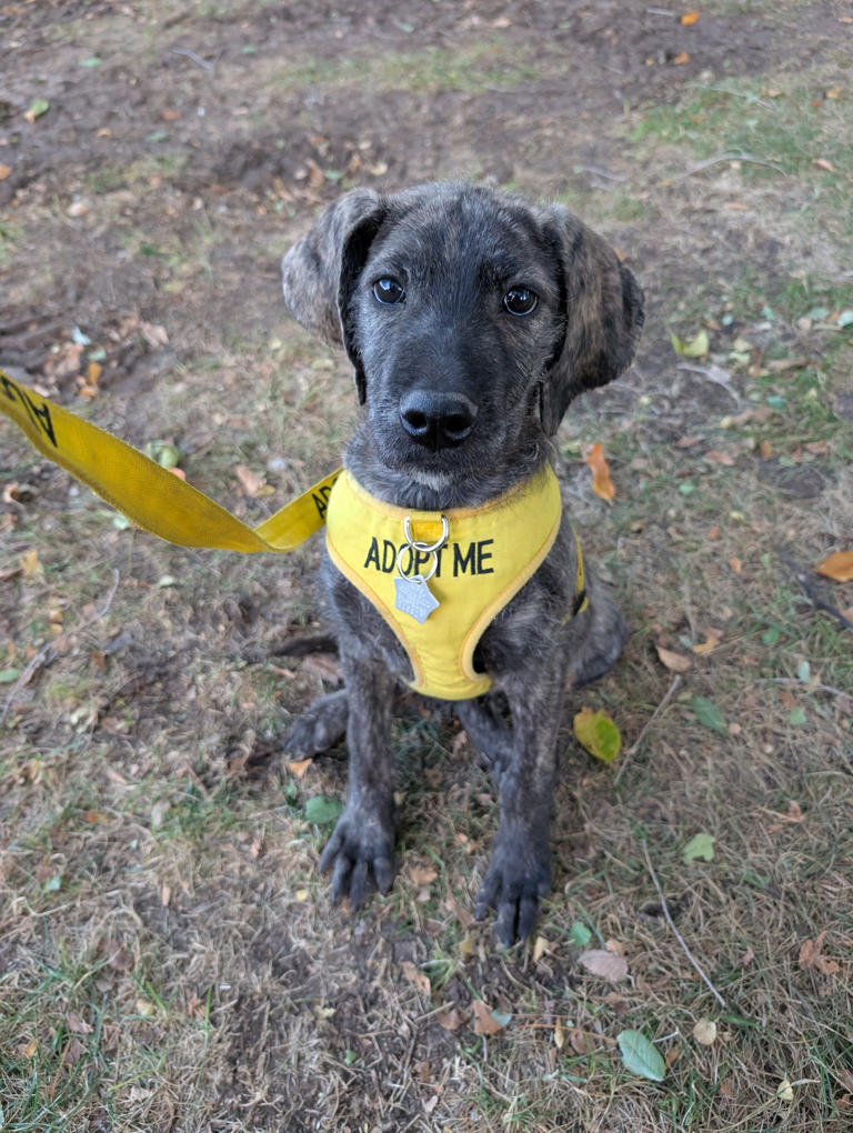 How you can give a shelter dog a doggy day out