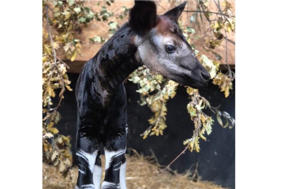 Yorkshire Wildlife Park celebrates birth of baby okapi in fight to ...