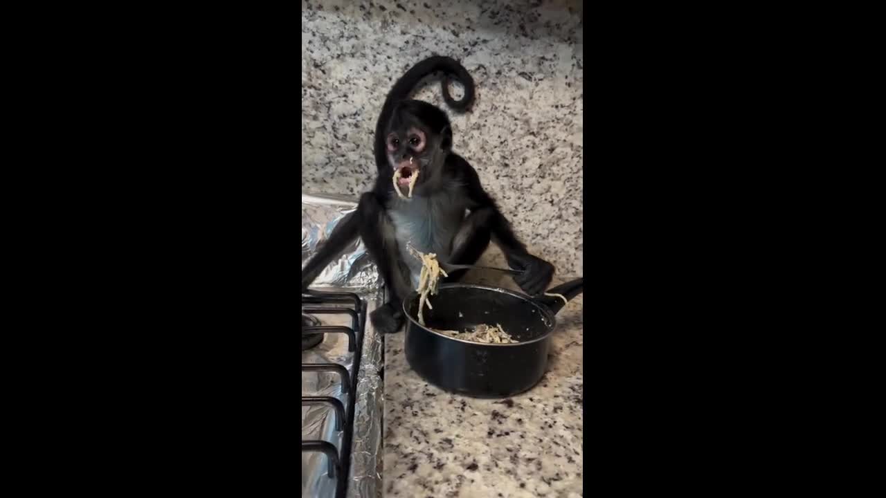 Baby monkey calmly eats pasta with a fork in Mexico