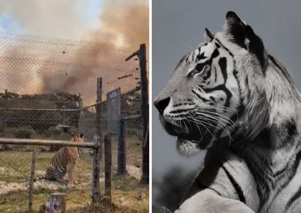 RIP: Rescued tiger tragically dies after WC wildfires