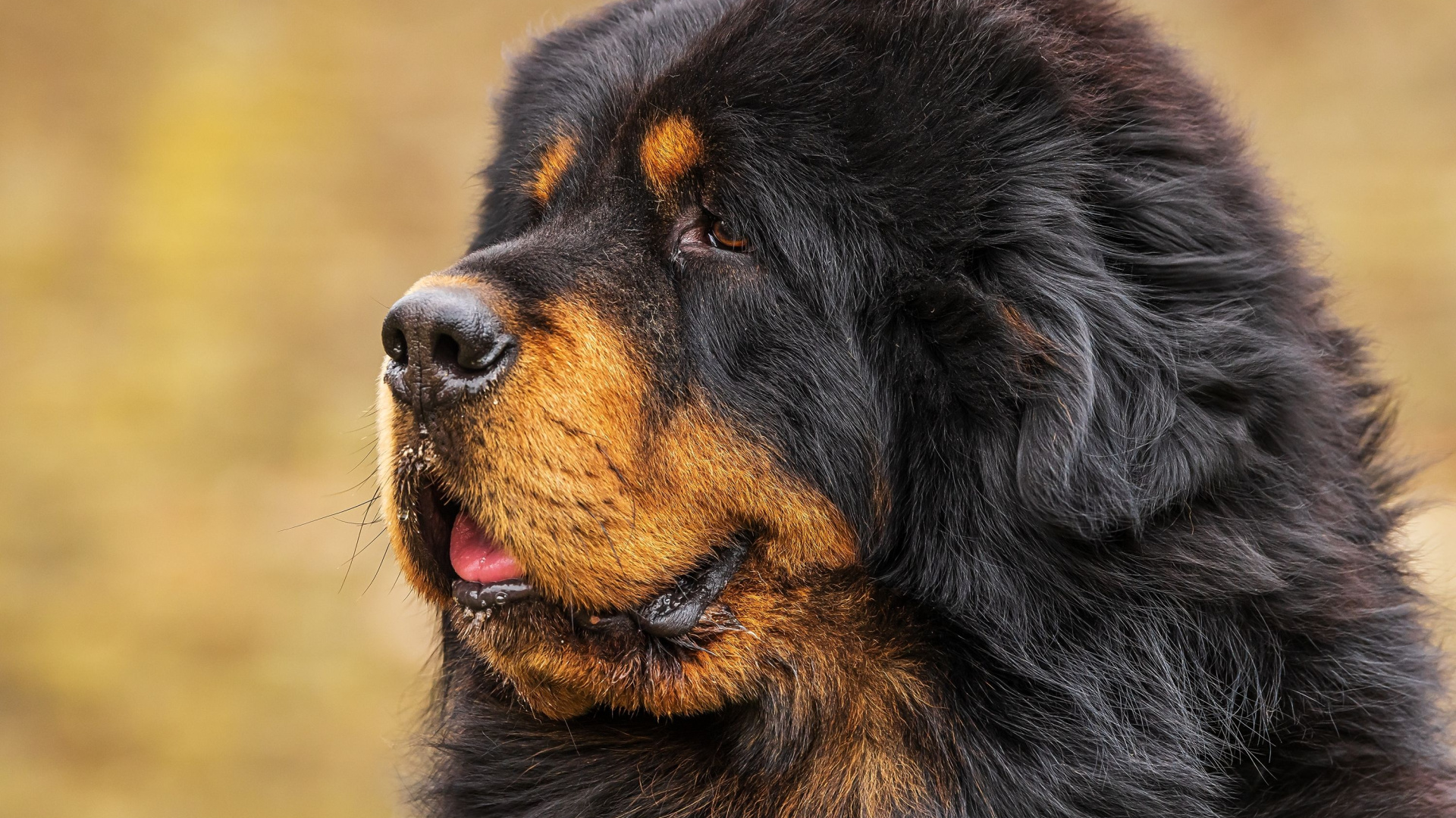 The largest dog breeds by average weight and height