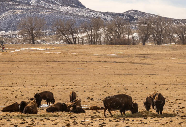 Wyoming’s top officials promise to reckon with ever-increasing wind ...