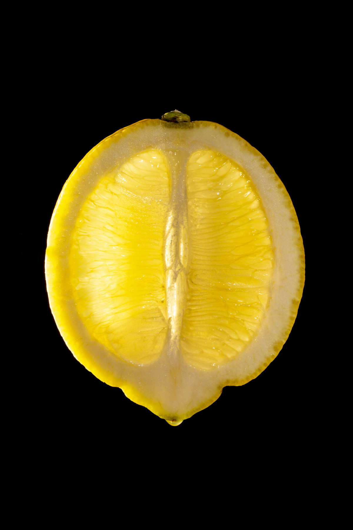 À partir d’un simple pépin de citron, une mini forêt d’agrume a vu le ...