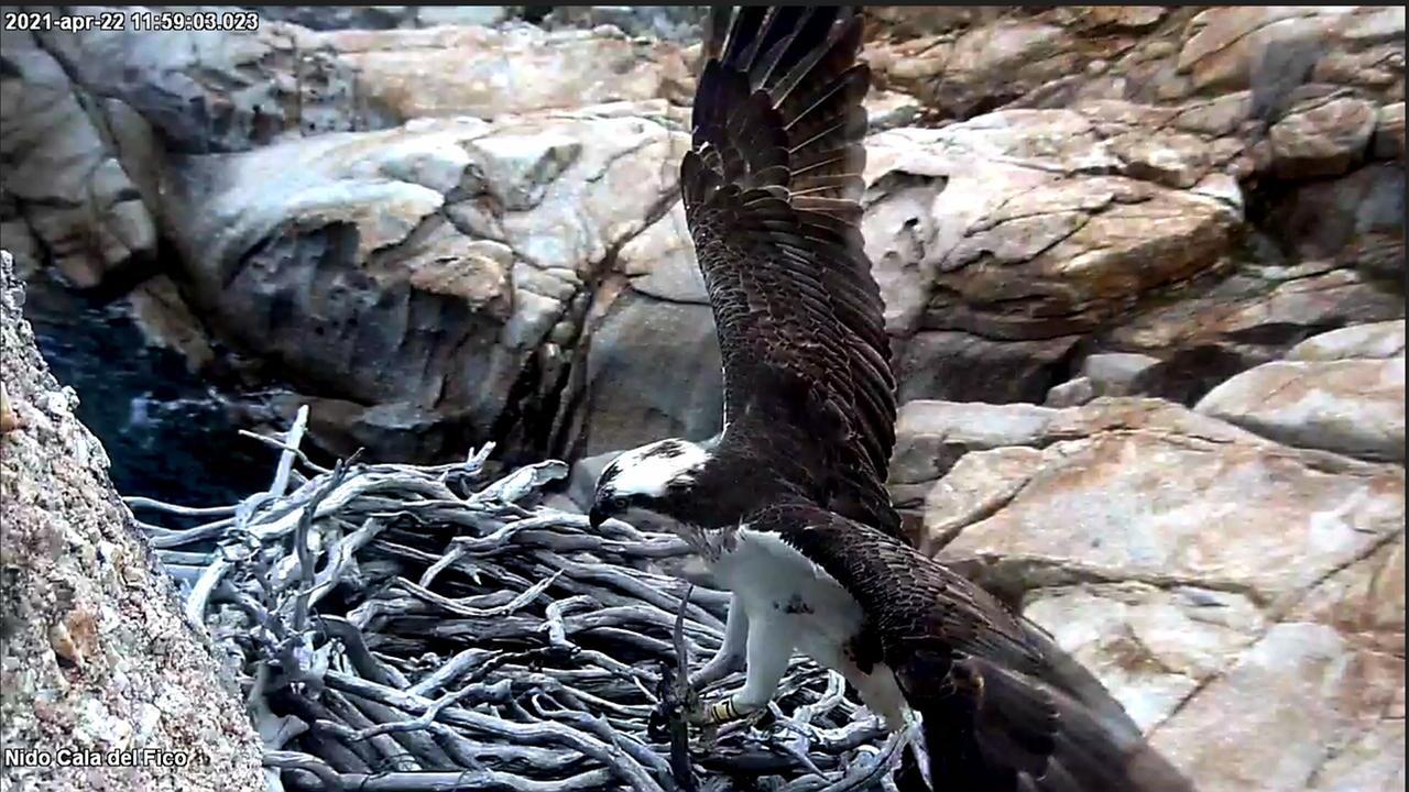 Il ritorno del falco pescatore: lo straordinario avvistamento a Porto Conte