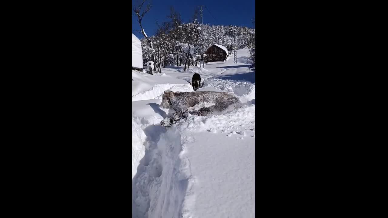 Cows struggle through deep snow in Azdavay, Kastamonu, Turkey