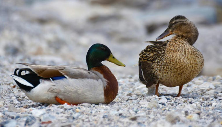 Do ducks make good pets?