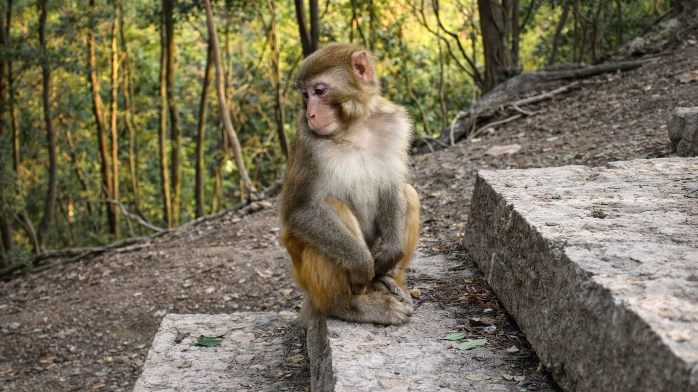 Funny monkey is not in the mood today