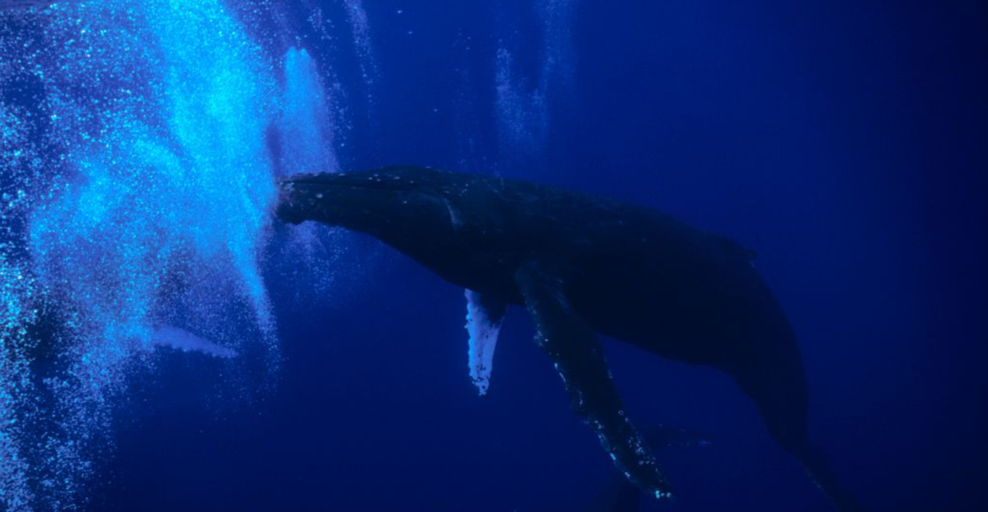 The peculiar sleeping habits of animals