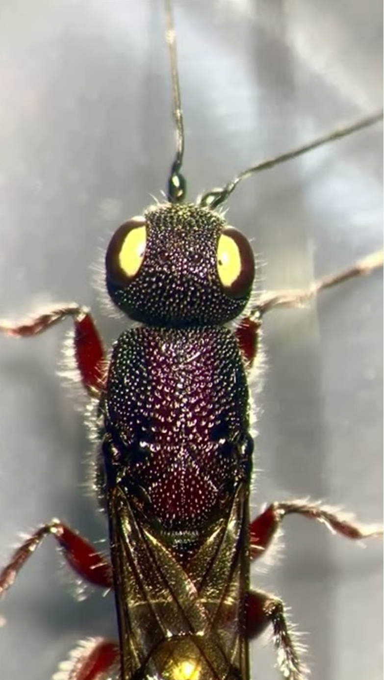 Wasp or scorpion or both?