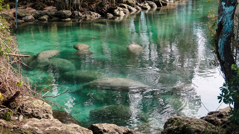 Florida's natural swim spring on the Gulf Coast with seasonal manatees ...