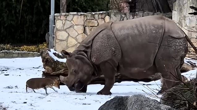 Tiny muntjac deer scares off huge rhino at Wrocław Zoo