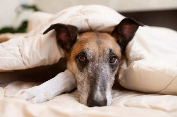 Subtle signs of organ problems in dogs you should never ignore