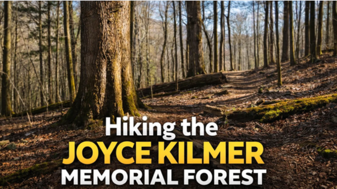 Hiking the Joyce Kilmer Memorial Forest | A walk among ancient trees