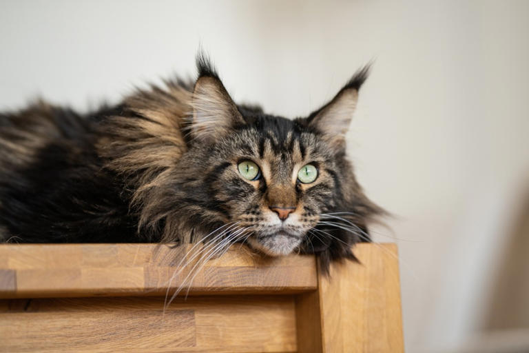 The 6 Most Common Cat Breeds Found in Shelters is Shocking