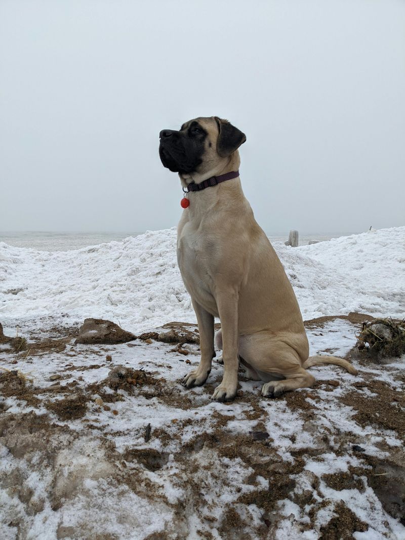 The largest dog breeds by average weight and height