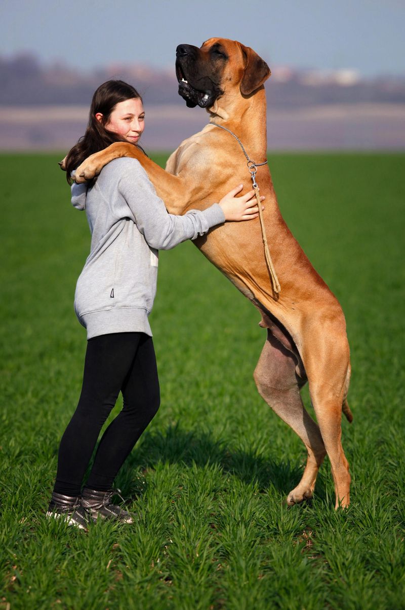 The largest dog breeds by average weight and height