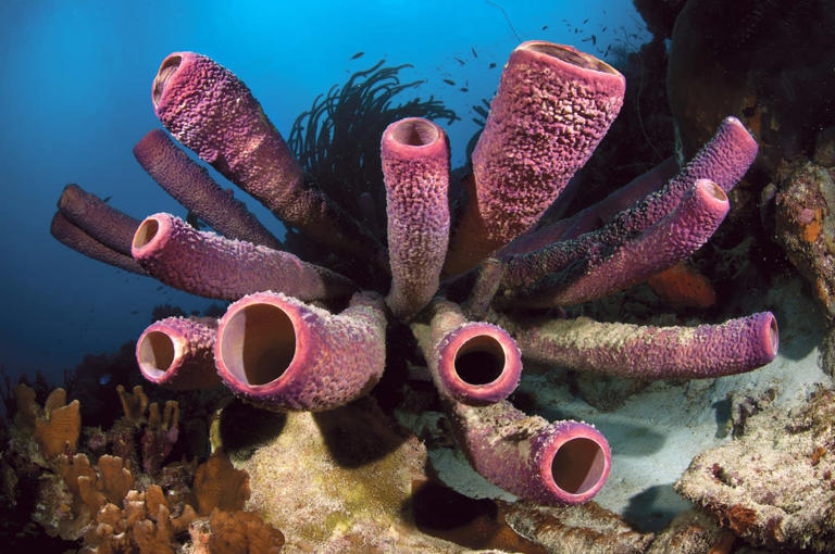 Scientists finally solve major evolution puzzle regarding world’s ...