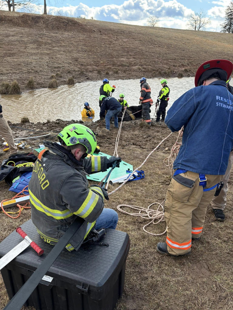 Crews team up to rescue cow stuck in muddy pond