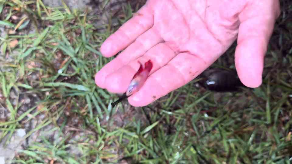 Why betta fish can survive where others can't