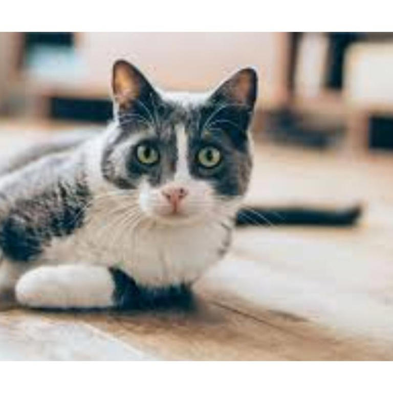 What a cat really feels for its owner (beyond cuteness)