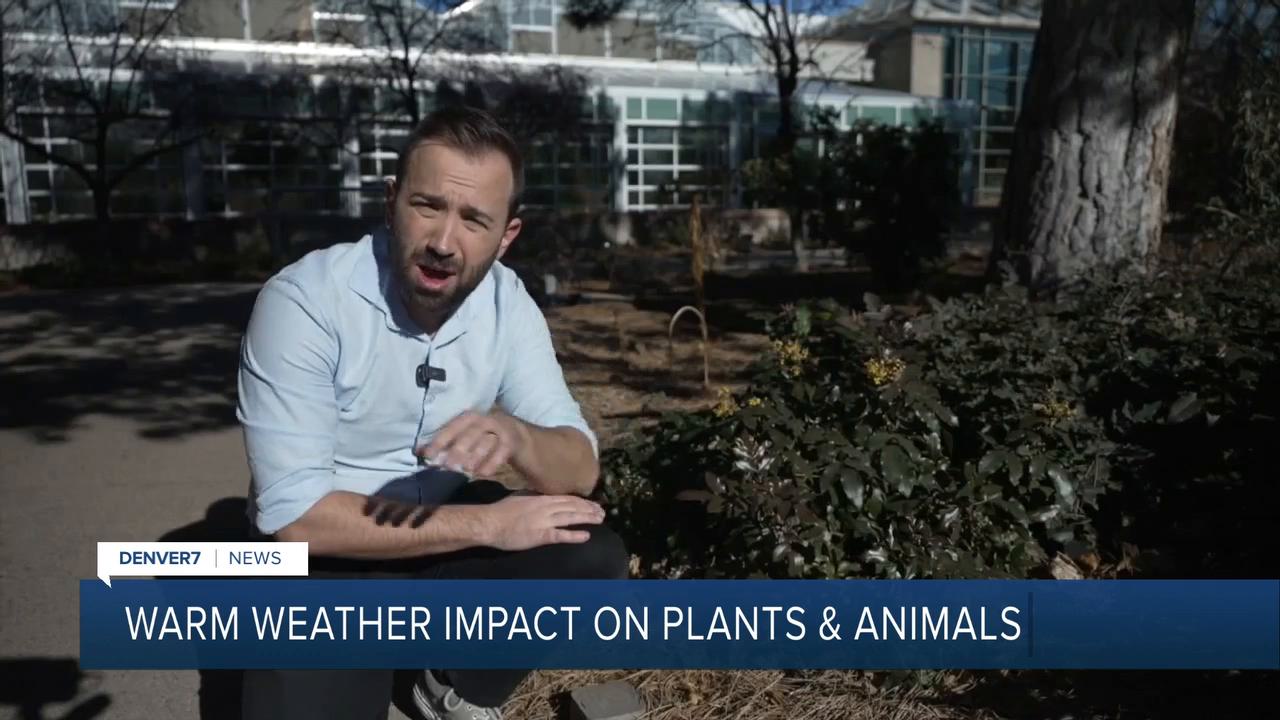 Erratic winter nudging Colorado plants and insects out of their normal ...