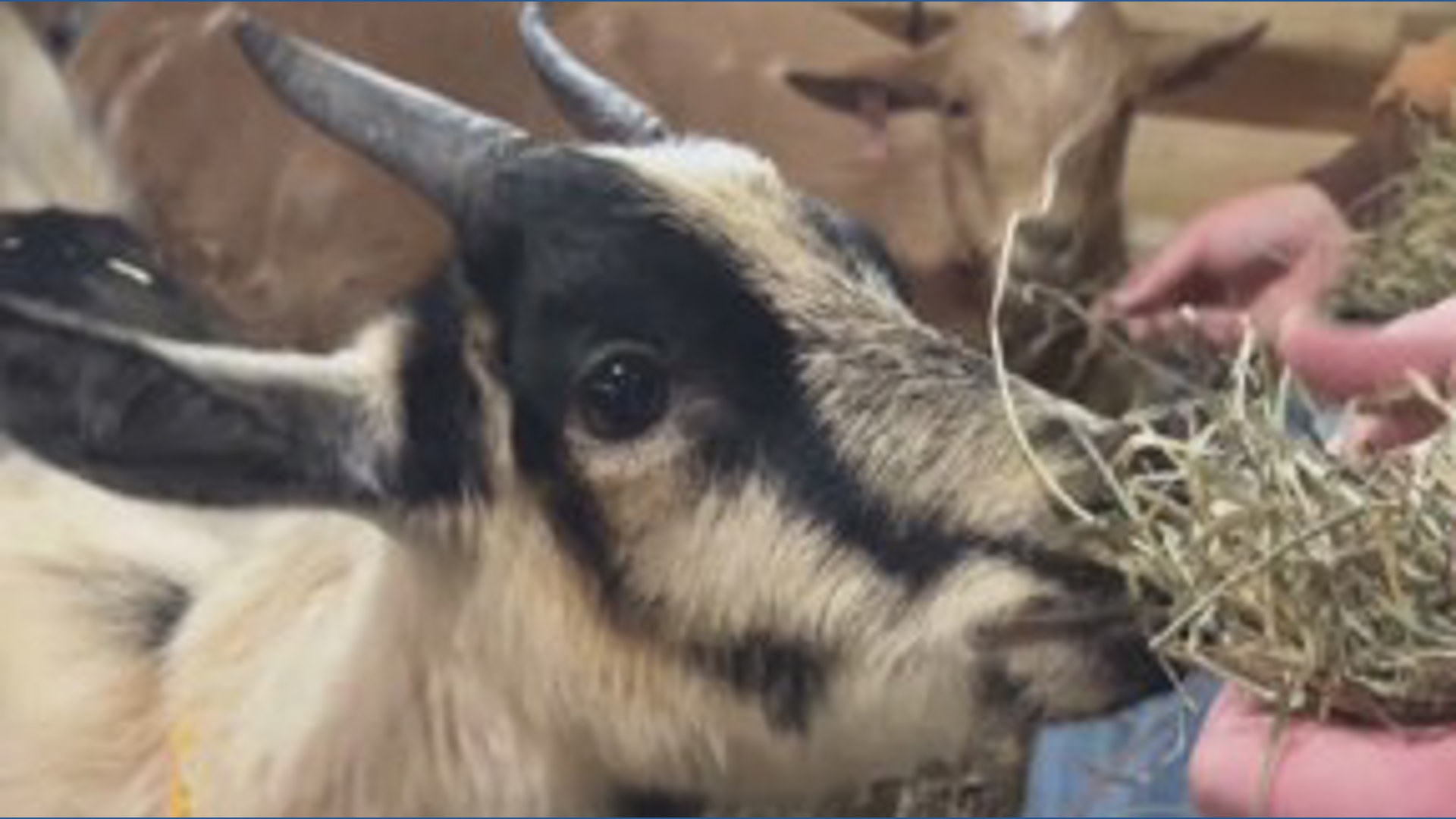Feeding baby goats at the Farm Show