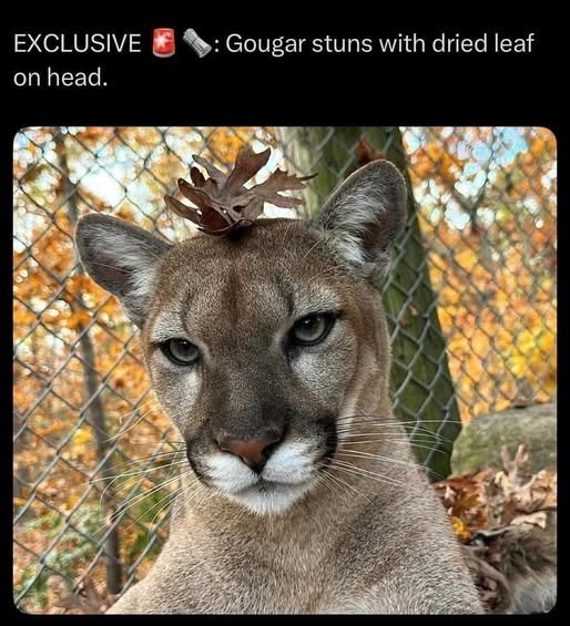 22 silly big cat memes to paws your day and feel wildly better