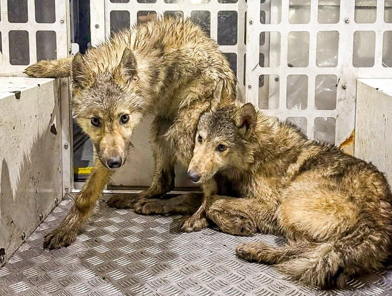 Mystery of three 'wolf-like dogs' found roaming solved