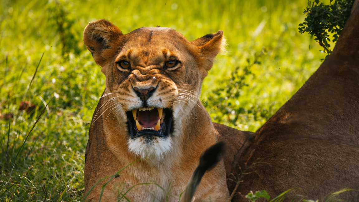 Lioness growling in the tall grass