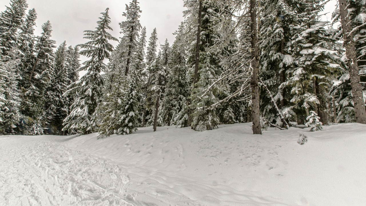 Oregon could see 35+ inches of snow, NWS warns travel may be impossible
