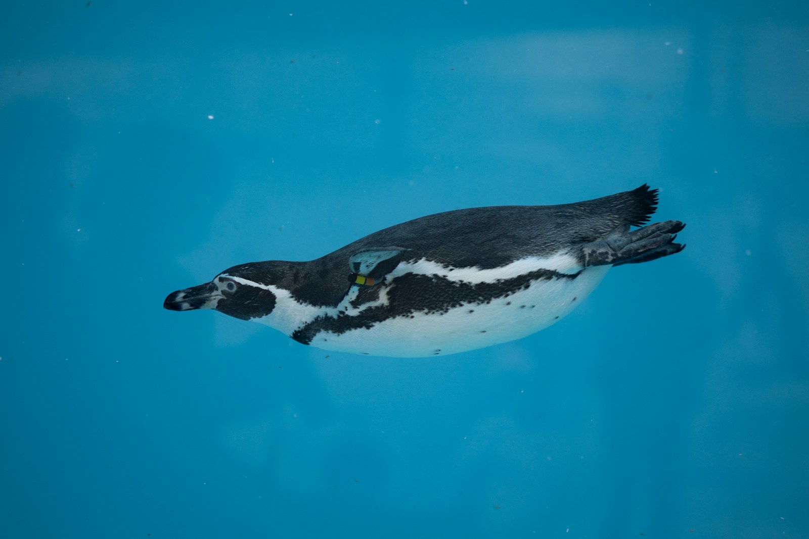 Scientists fitted cameras to penguins and followed them underwater ...