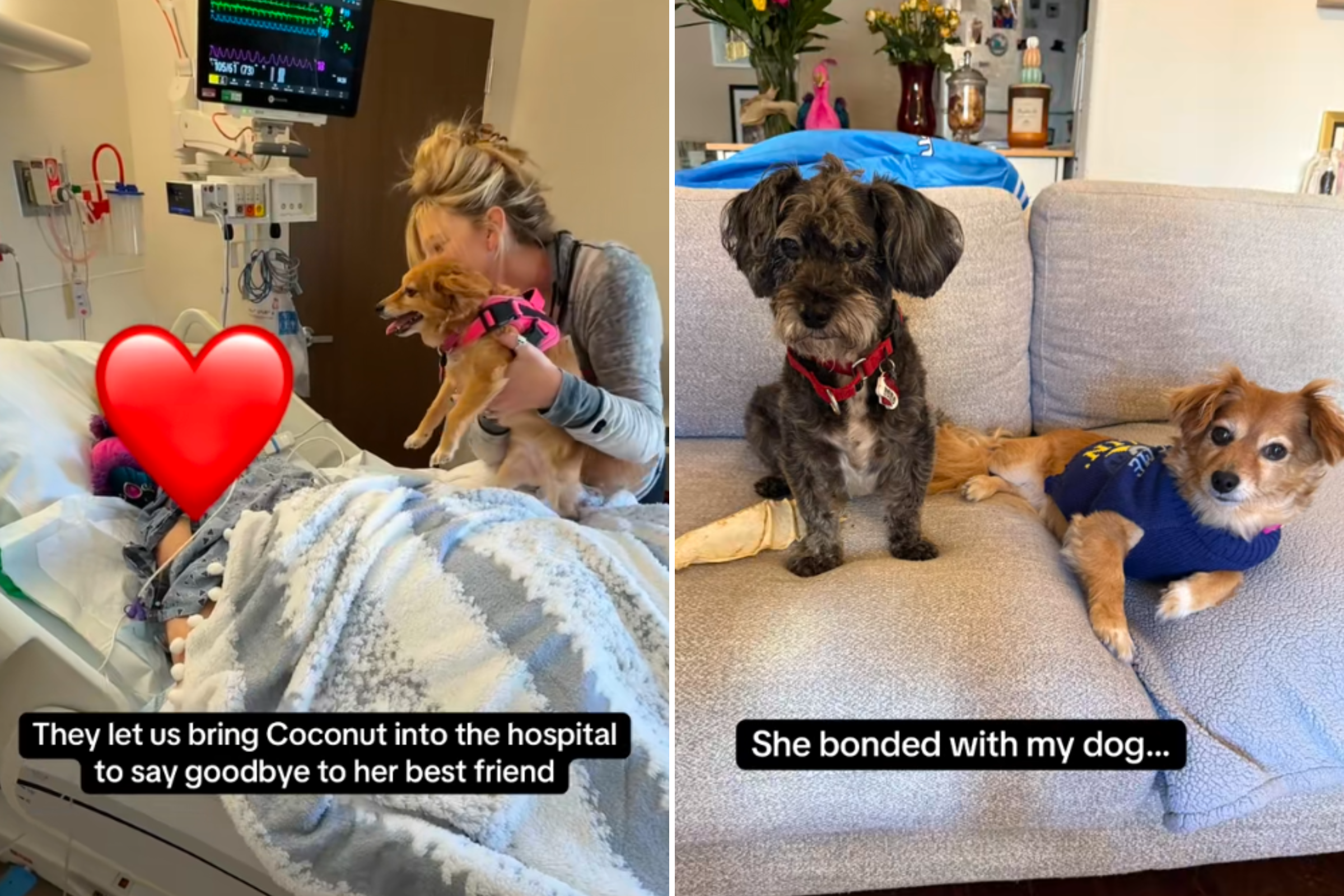 Rescue dog says final goodbye to doting owner, tears over how life changes