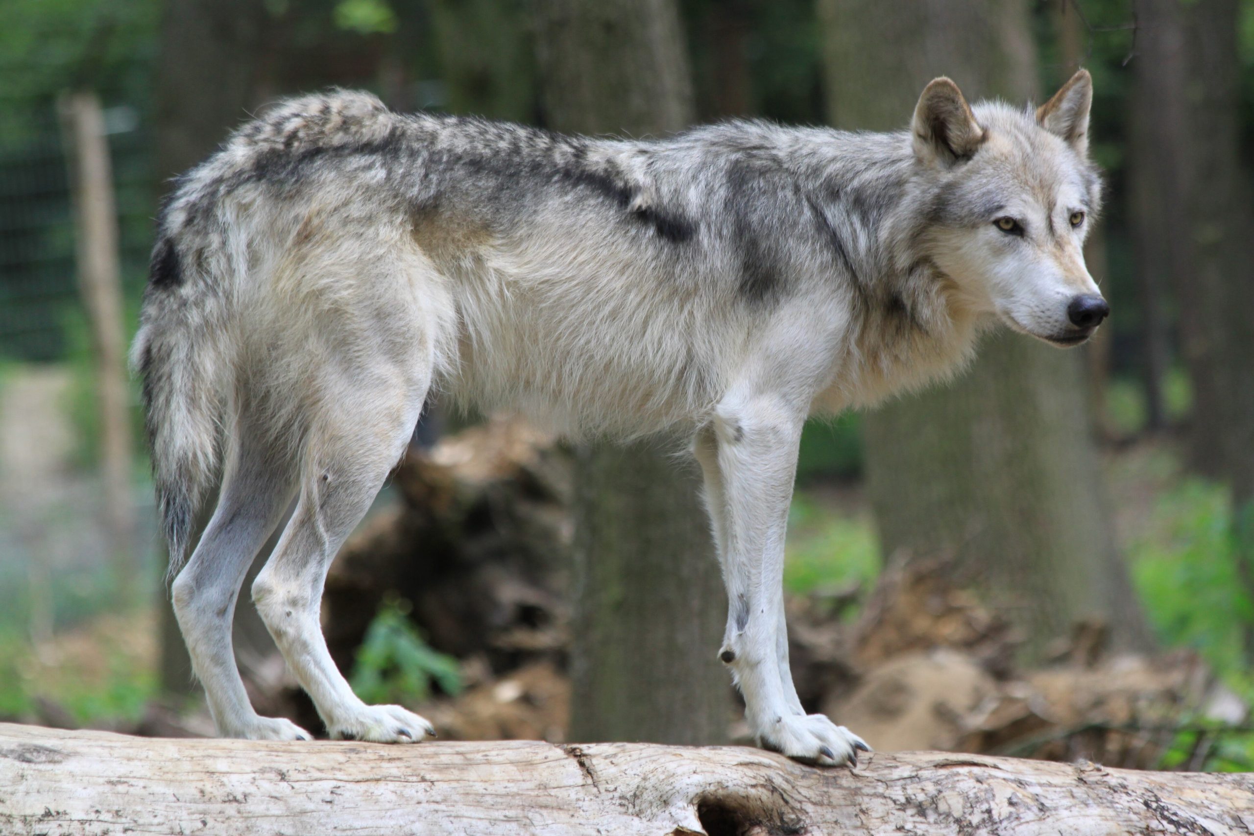 5 animals people mistake for coyotes that aren’t