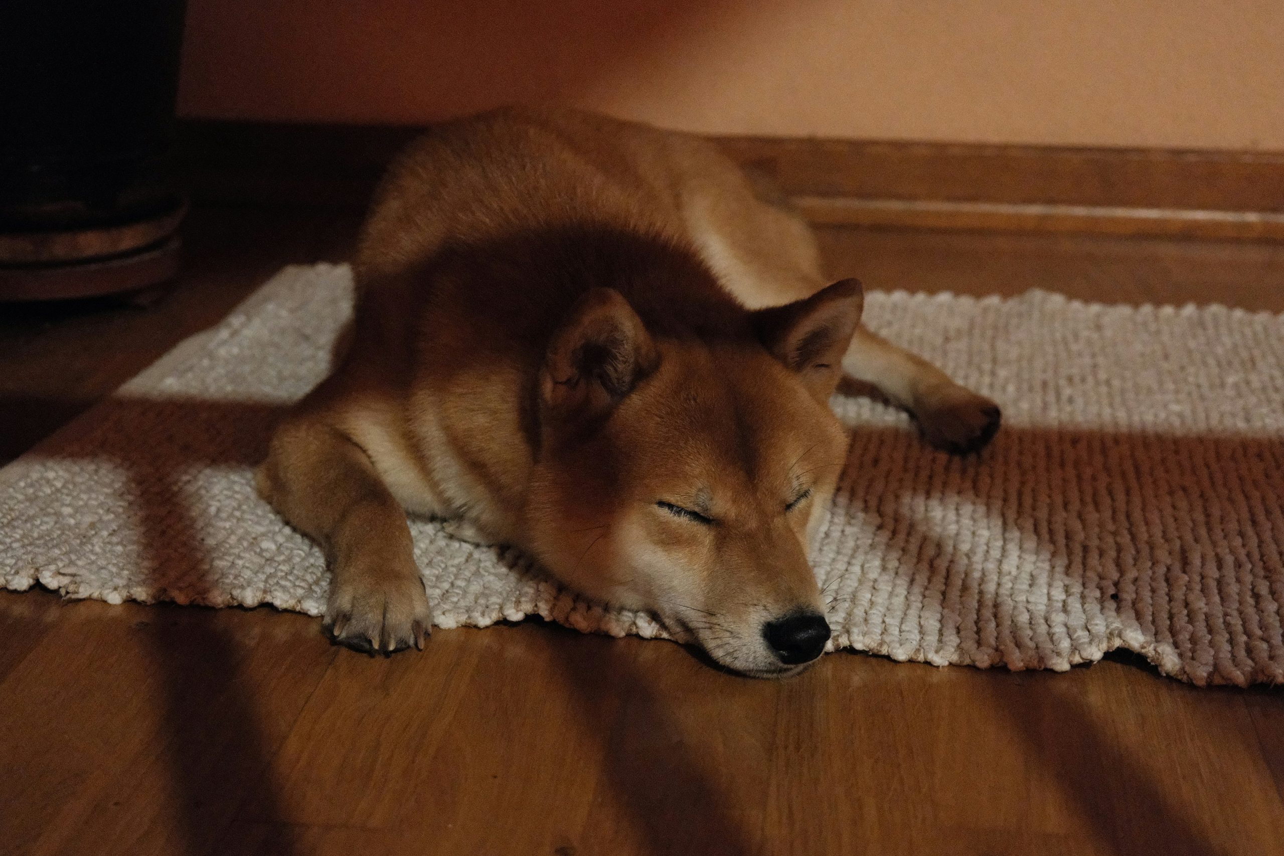 5 animals people mistake for coyotes that aren’t