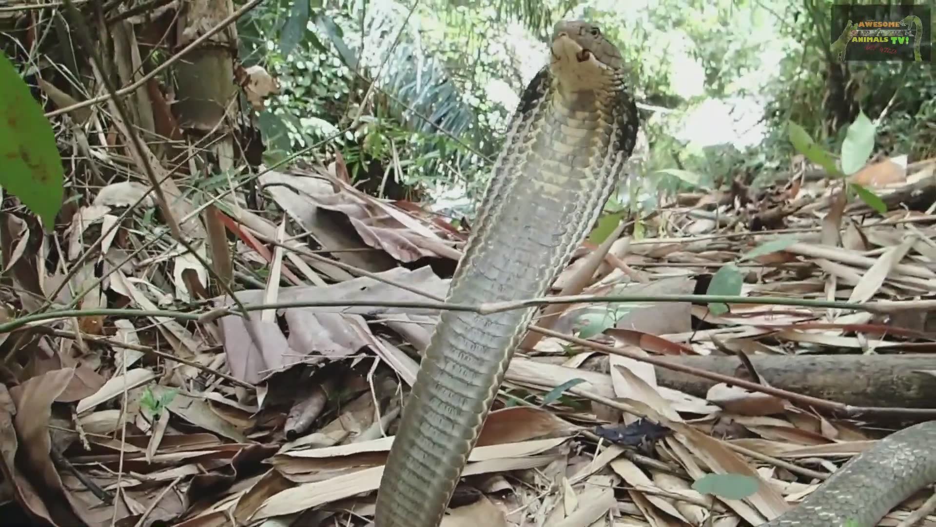 Tracking exceptionally large king cobra