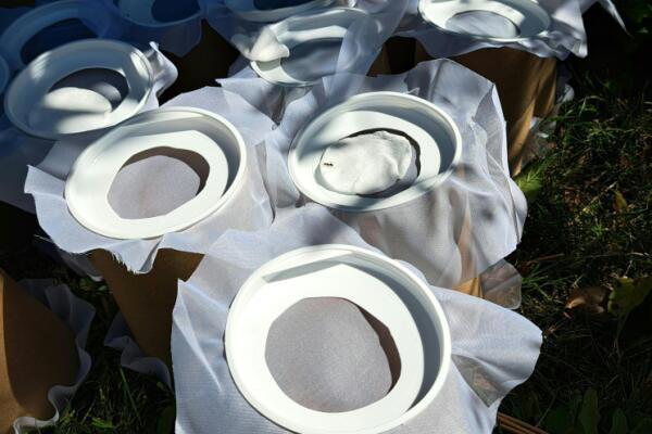 Grazer Pilotprojekt mit sterilen Tigermücken mit Erfolg