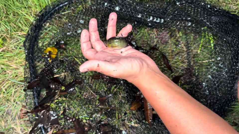What rare fish turn up in Everglades canals
