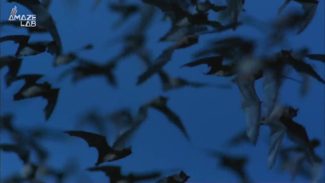 Solar farms may be having an unexpected impact on bat populations
