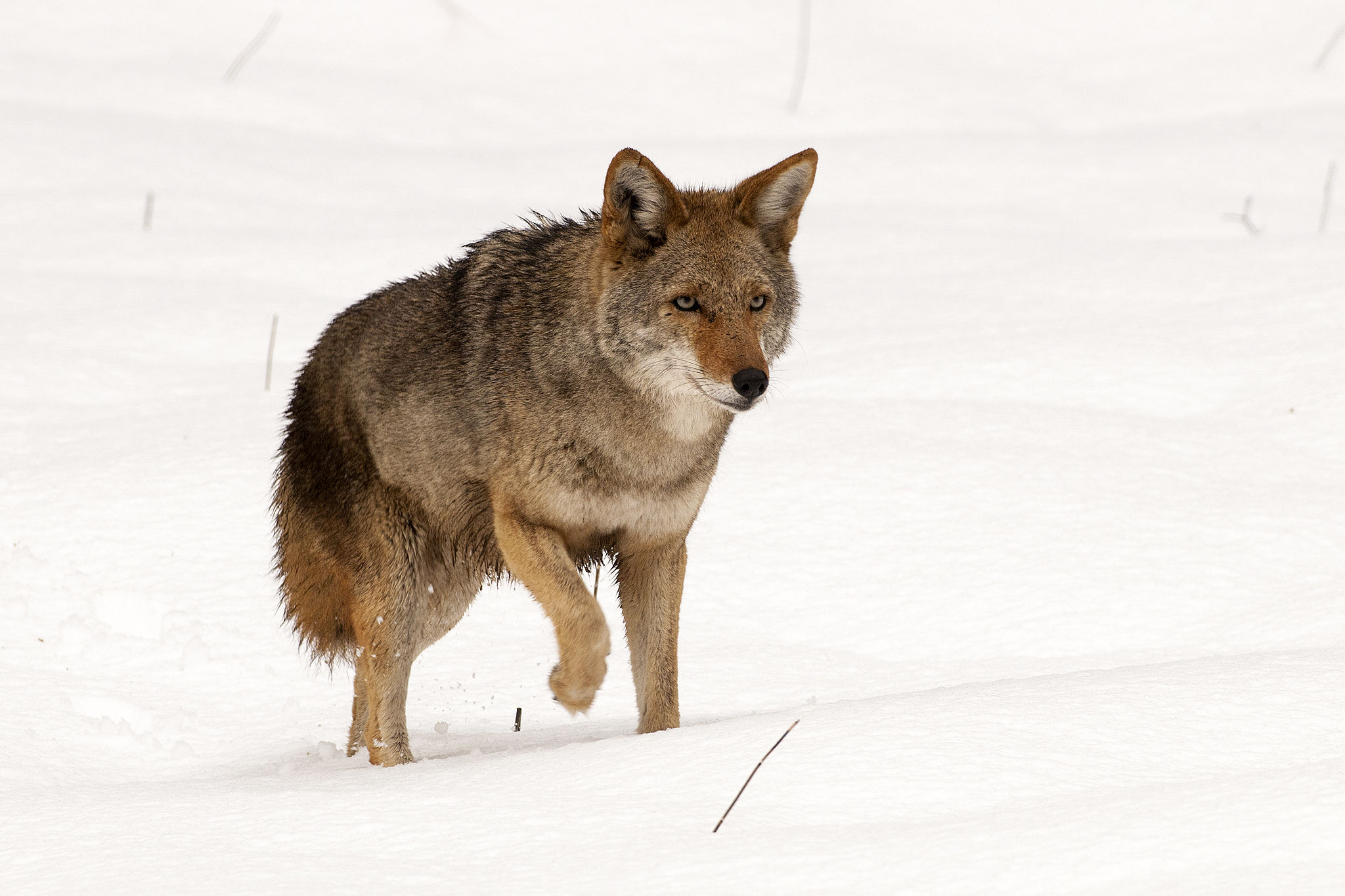 5 animals people mistake for coyotes that aren’t