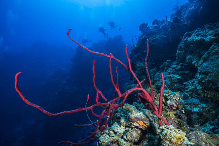 Scientists finally solve major evolution puzzle regarding world’s ...