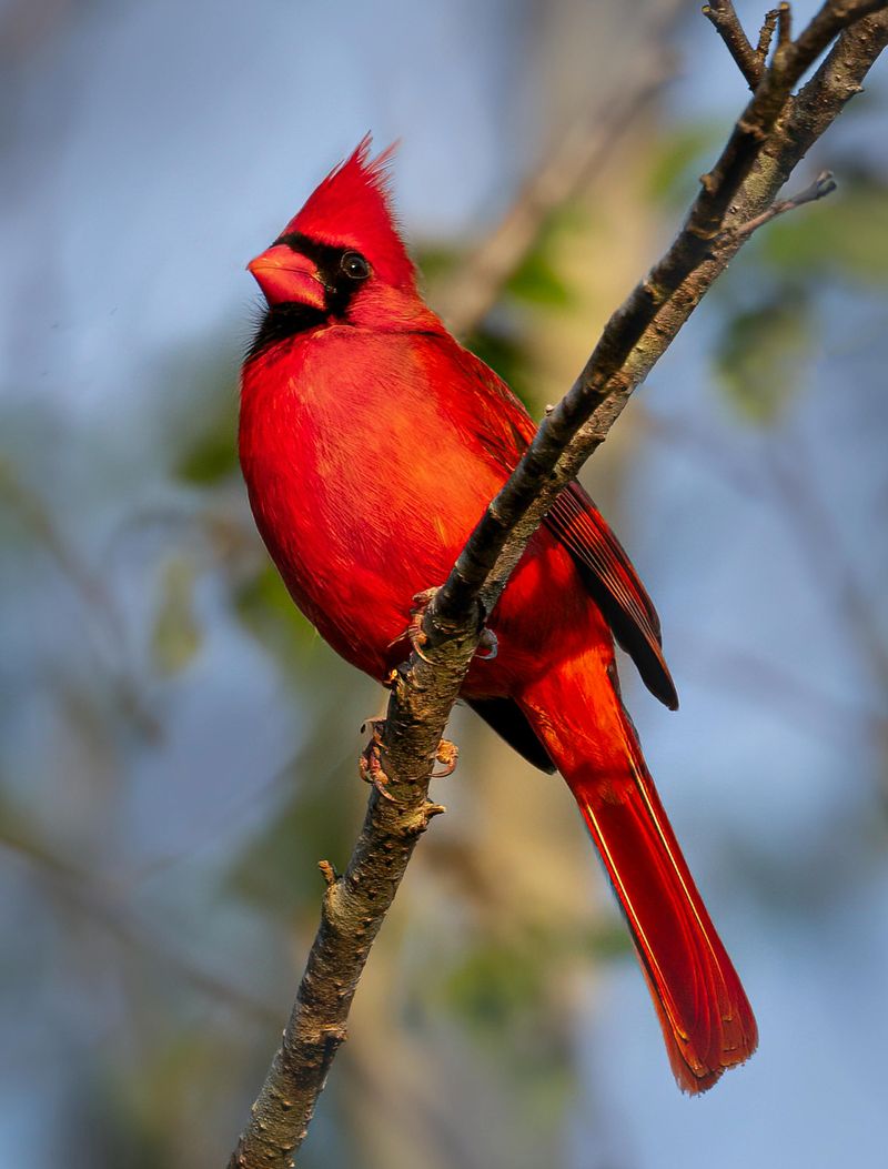 10 common birds you see in your yard and what they symbolise